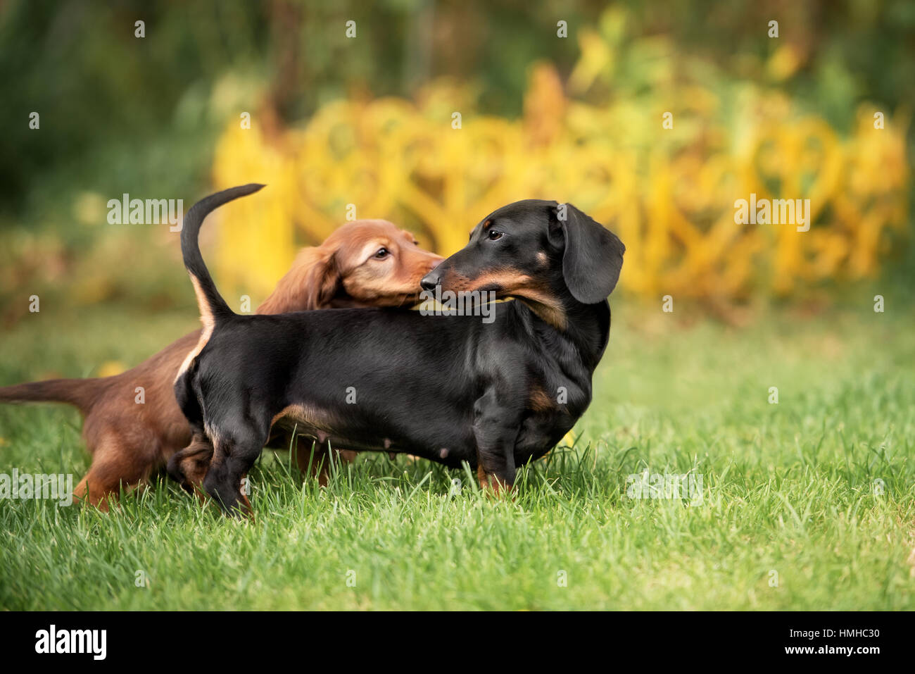 Sad dachshund hi-res stock photography and images - Alamy