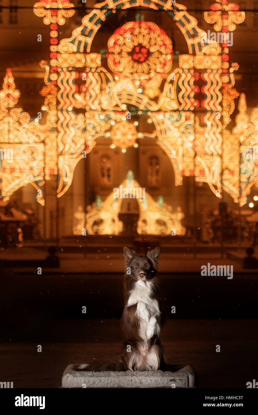 Border Collie illuminated light Stock Photo - Alamy