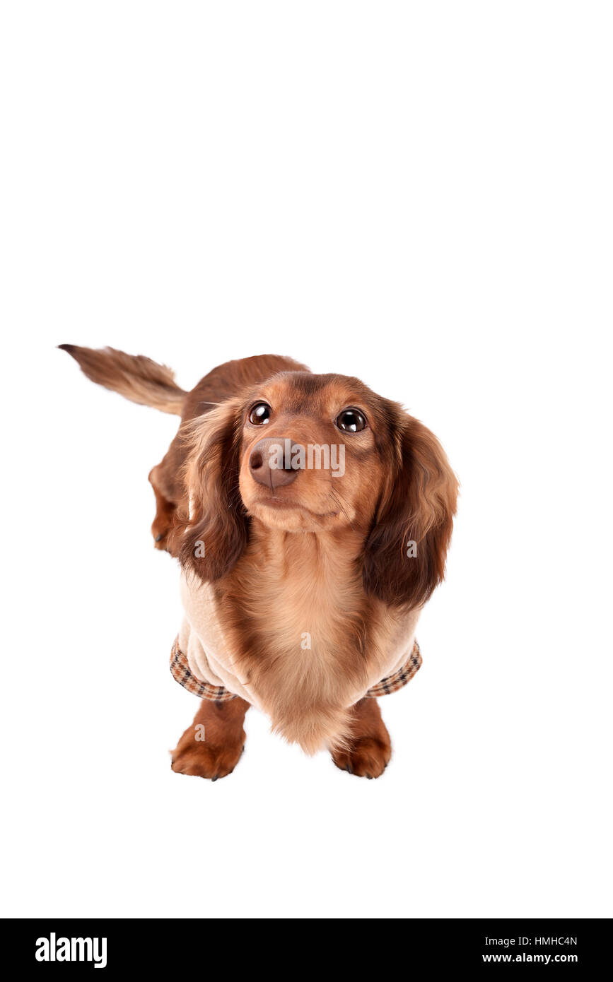 Teckel funny hi-res stock photography and images - Alamy