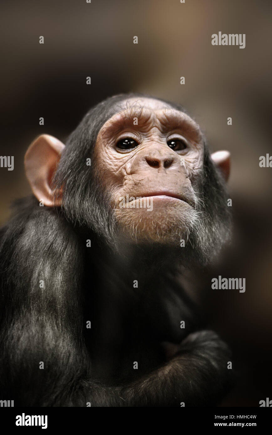 Close-up of a Chimpanzee looking at the camera Stock Photo - Alamy