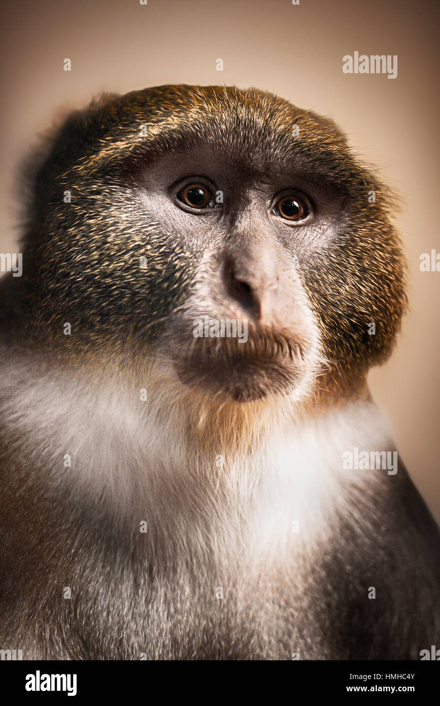 Chimpanzee looking at the camera hi-res stock photography and images ...