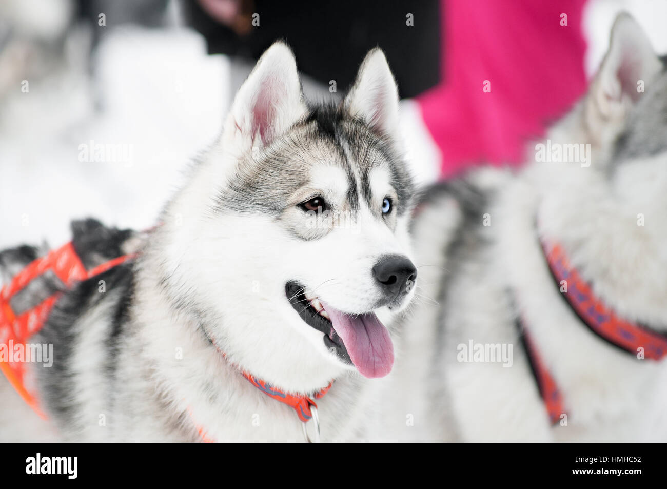 Husky snout hi-res stock photography and images - Alamy
