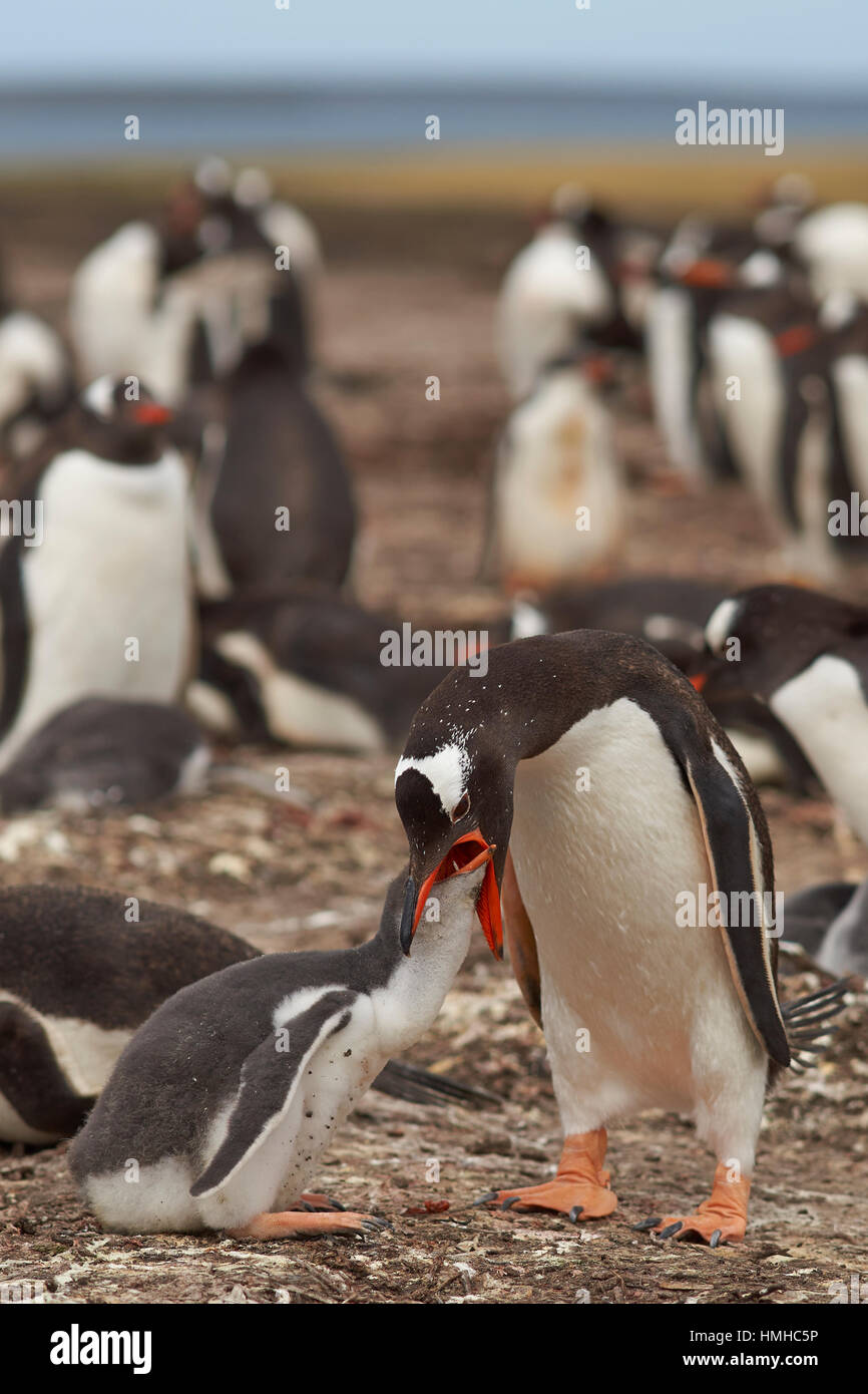 Gentoo Penguin (Pygoscelis papua) regurgitating food to feed its chick ...