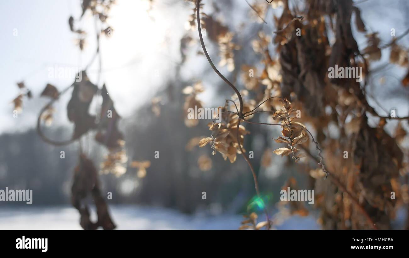 dry hops sun glare winter forest nature the landscape Stock Photo - Alamy