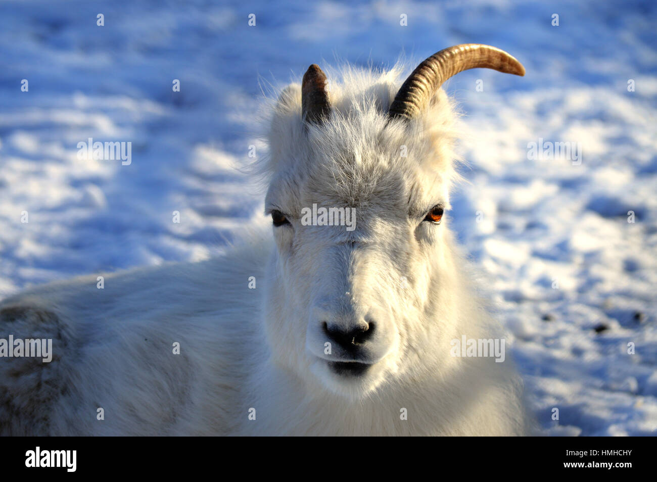 Close up of a young female Dall sheep Stock Photo - Alamy