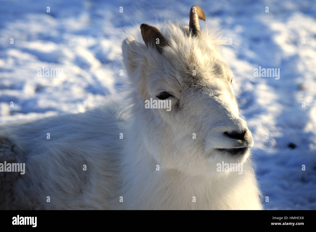 Female sheep with young hi-res stock photography and images - Alamy