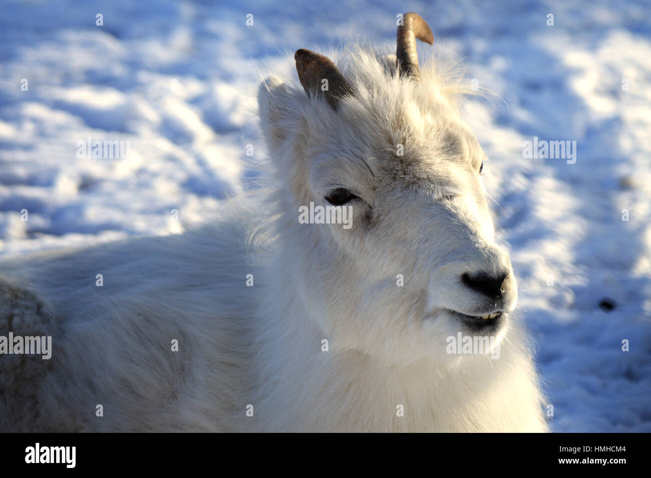 Close up of a young female Dall sheep Stock Photo - Alamy