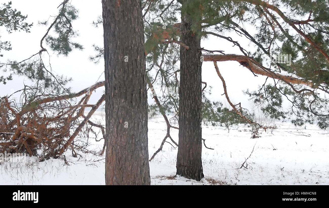 trees nature forest christmas tree, snow frost cold the winter ...