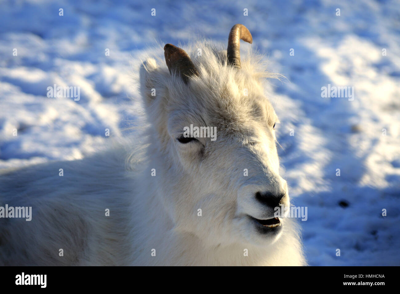 Young dall sheep hi-res stock photography and images - Alamy