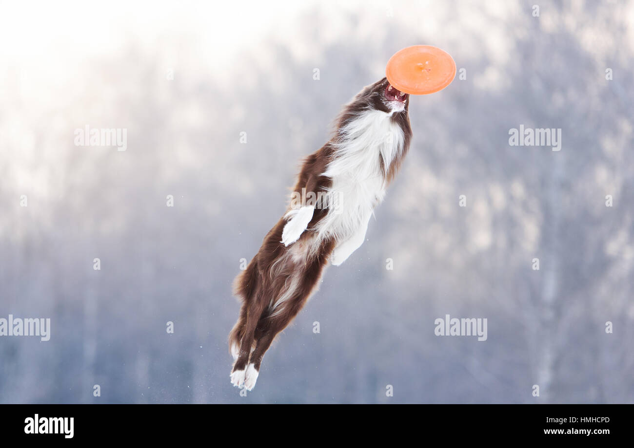 Border Collie in flying disk in the air Stock Photo - Alamy