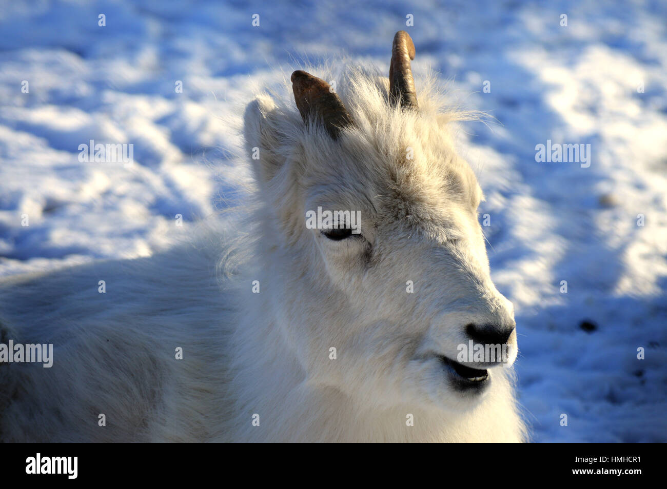 Young dall sheep hi-res stock photography and images - Alamy