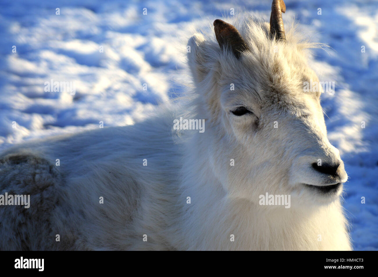 Close up of a young female Dall sheep Stock Photo - Alamy