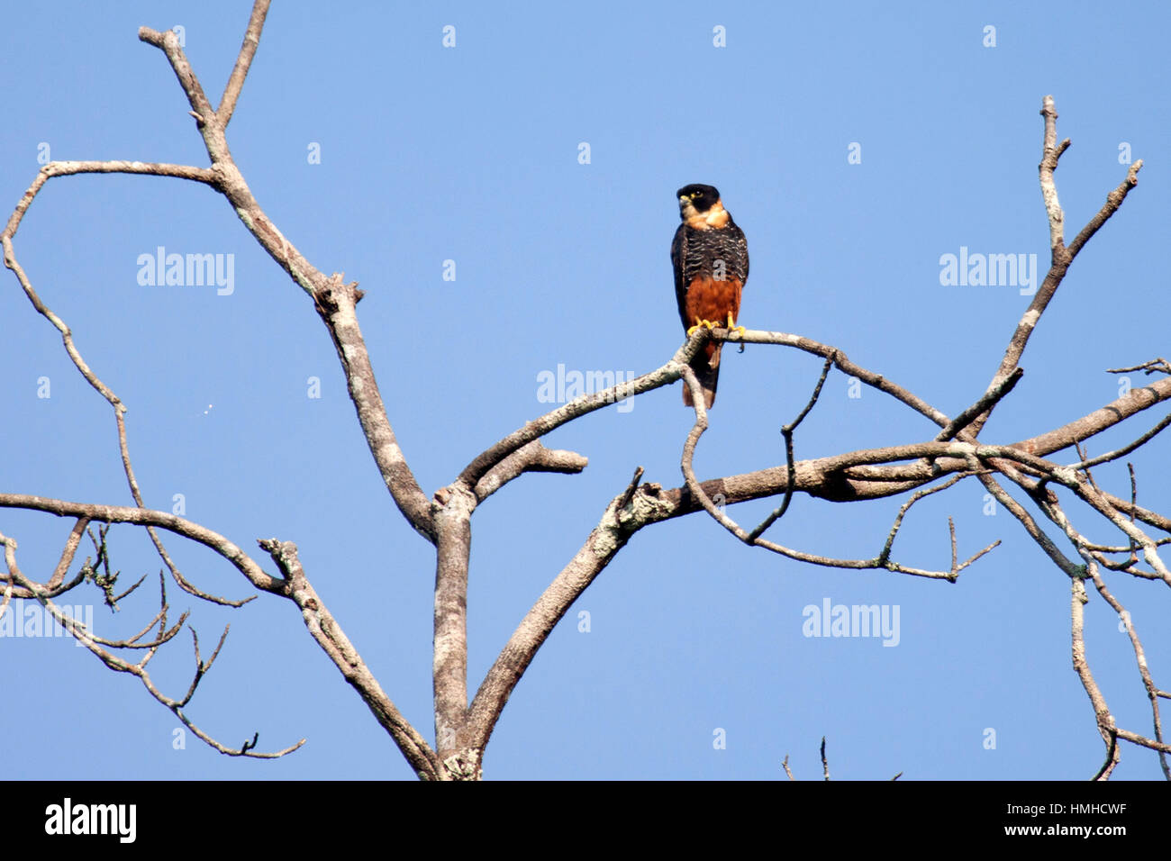 Falco rufigularis hi-res stock photography and images - Alamy