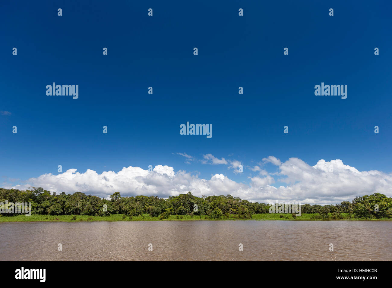 Rain forest near Manaus in the Amazon, Brazil on the Rio Negro (Black ...
