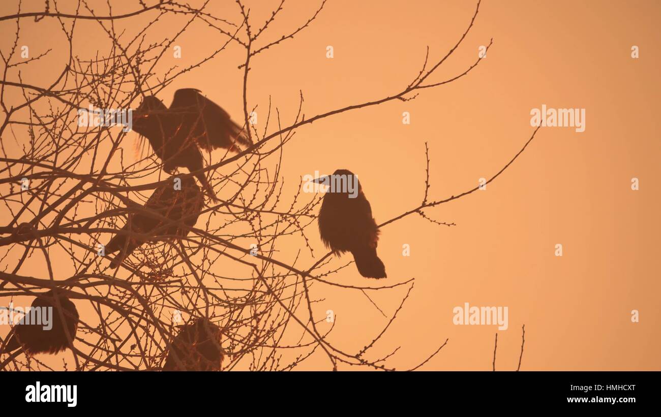 sunset crows nature flock of birds sitting on the tree cold winter ...