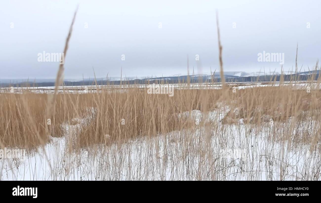 dry grass field winter snow winter the landscape nature Stock Photo - Alamy