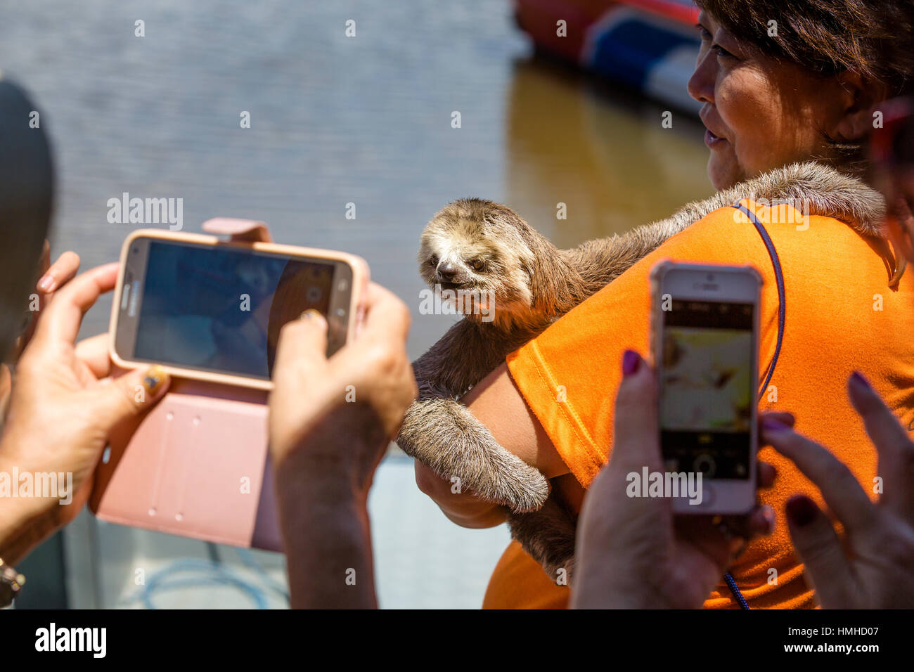 A tourist holds a young sloth near Manaus in the Amazon, Brazil on the ...