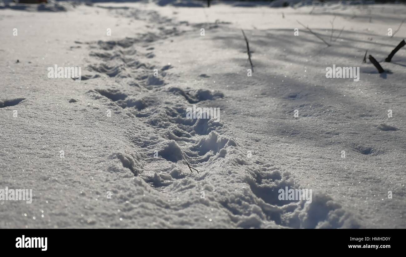 human nature footprints in the snow winter landscape path lot of snow ...