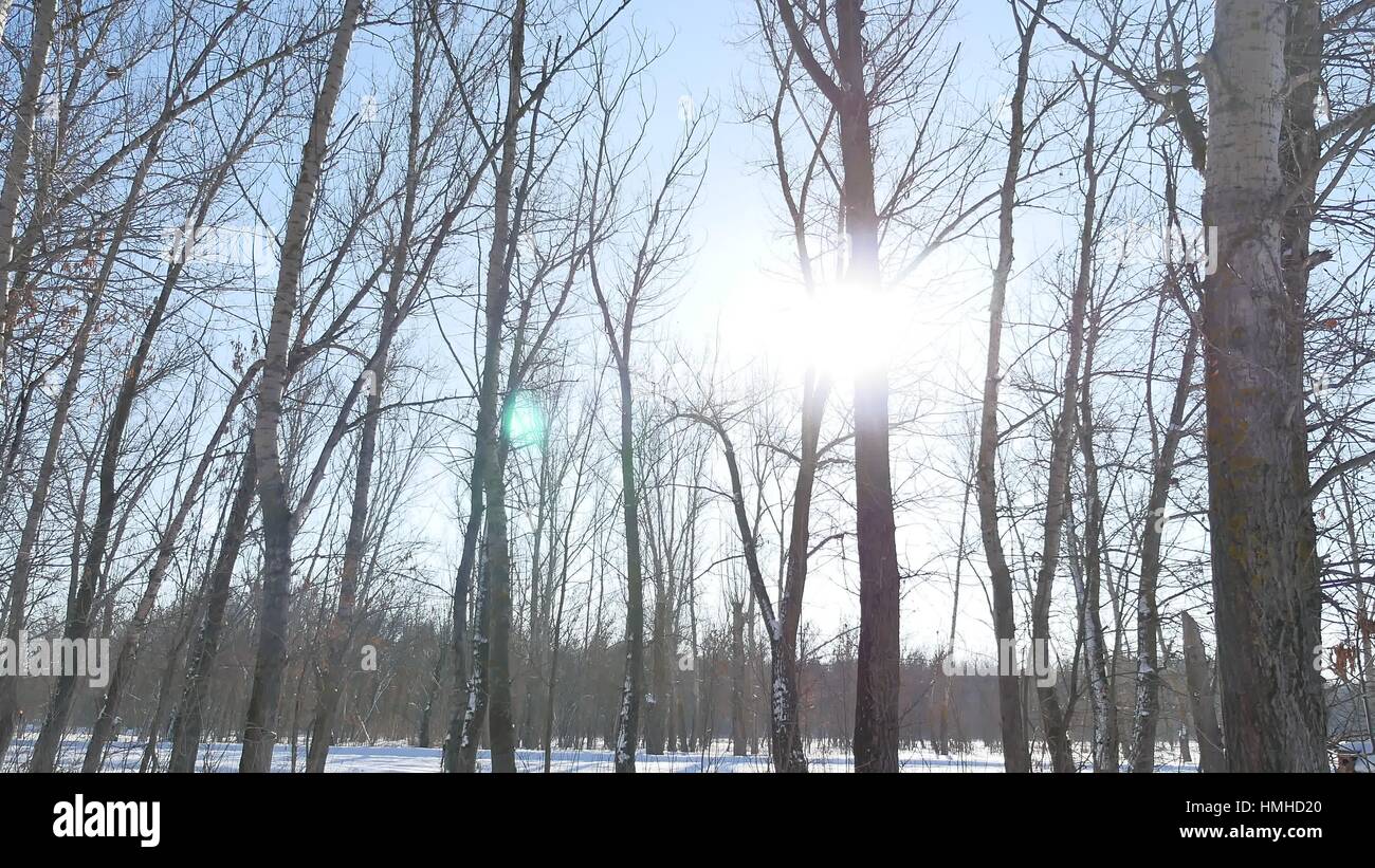 Winter forest trees in the snow glare of the sun, sunlight nature ...