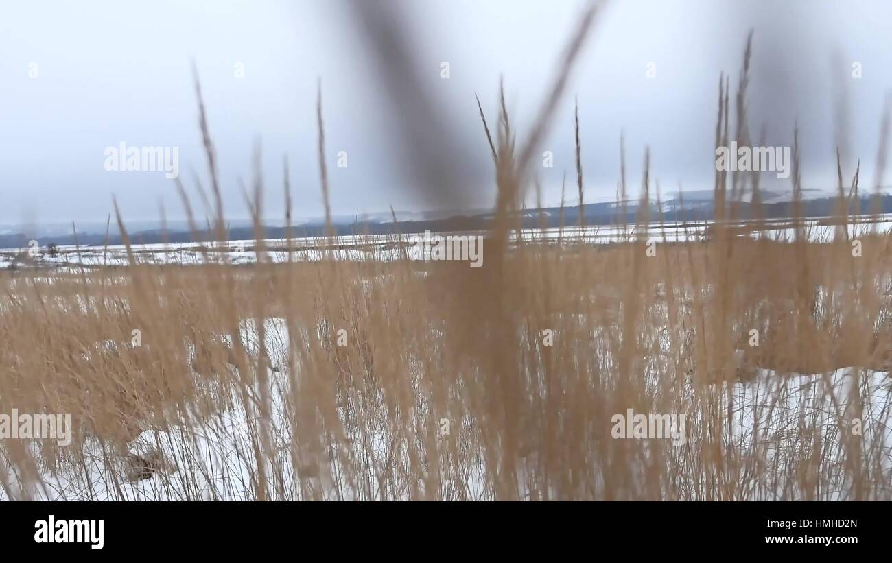 dry grass field winter snow winter the landscape nature Stock Photo - Alamy