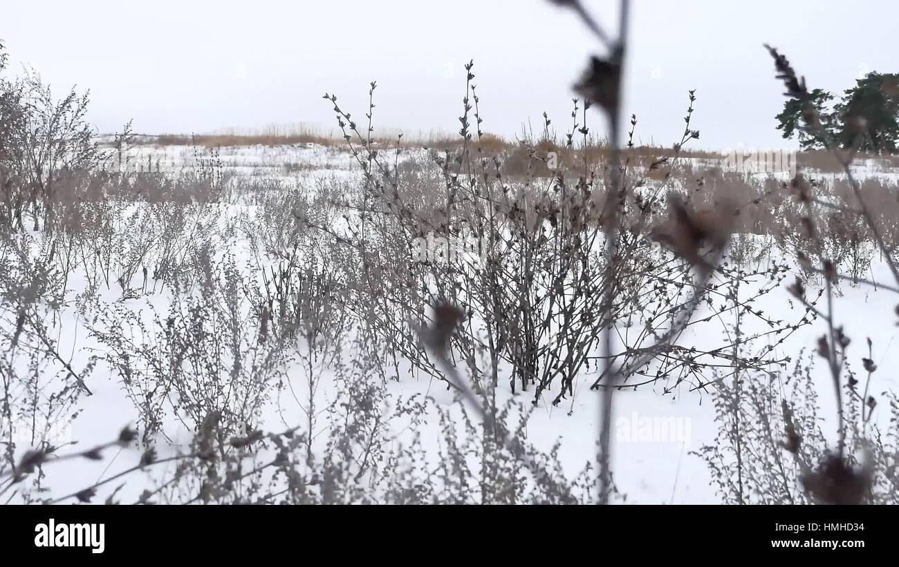 dry grass field winter nature snow winter the landscape Stock Photo - Alamy