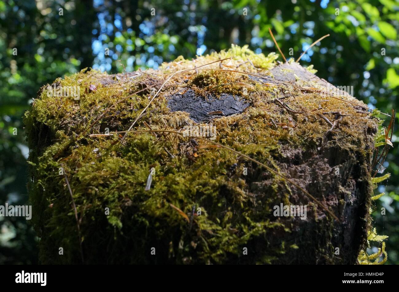 Decomposed tree hi-res stock photography and images - Alamy