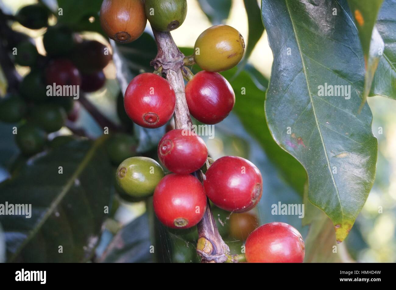 Coffeeplant hi-res stock photography and images - Alamy