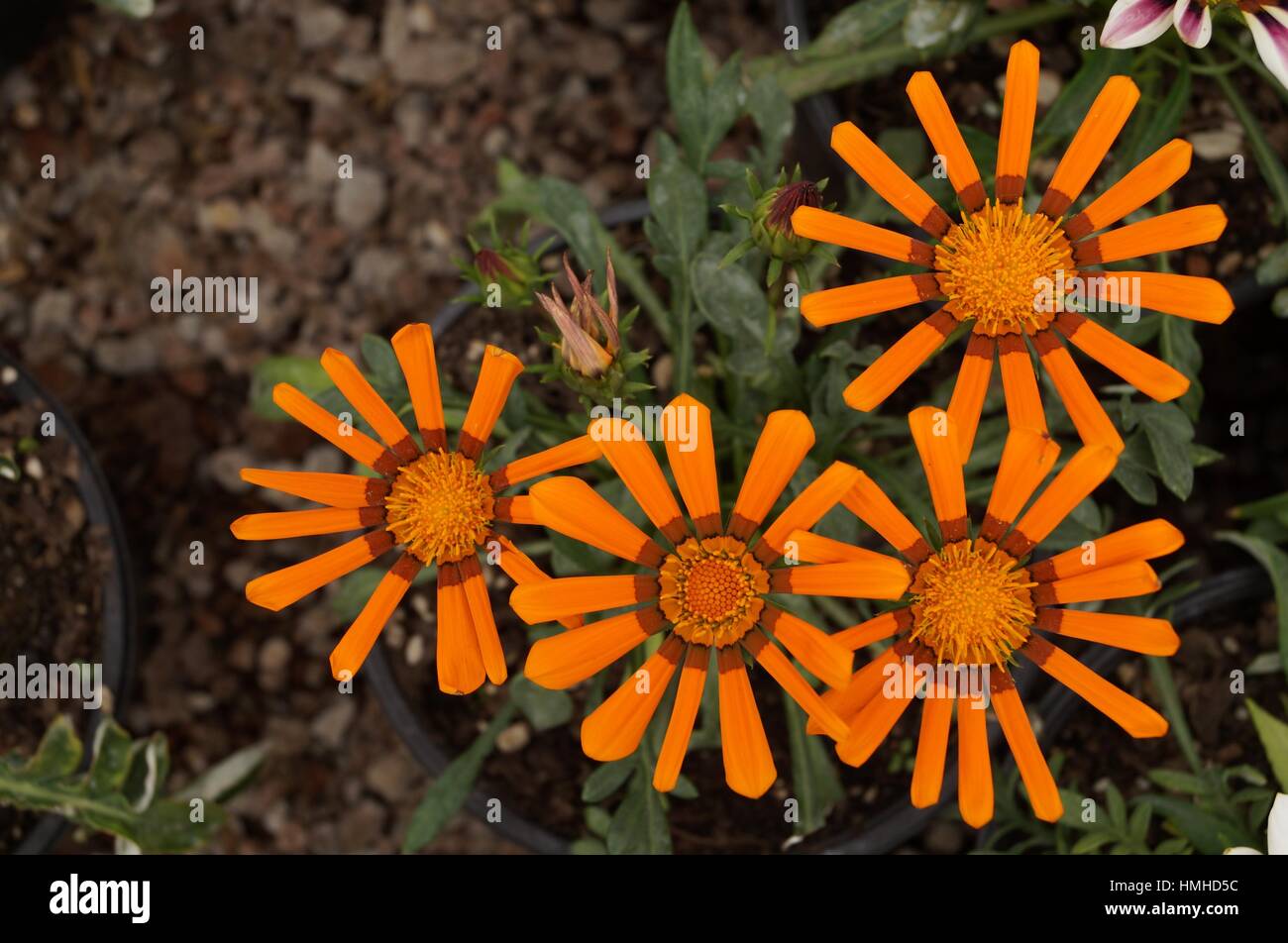 Orangeflower hi-res stock photography and images - Alamy