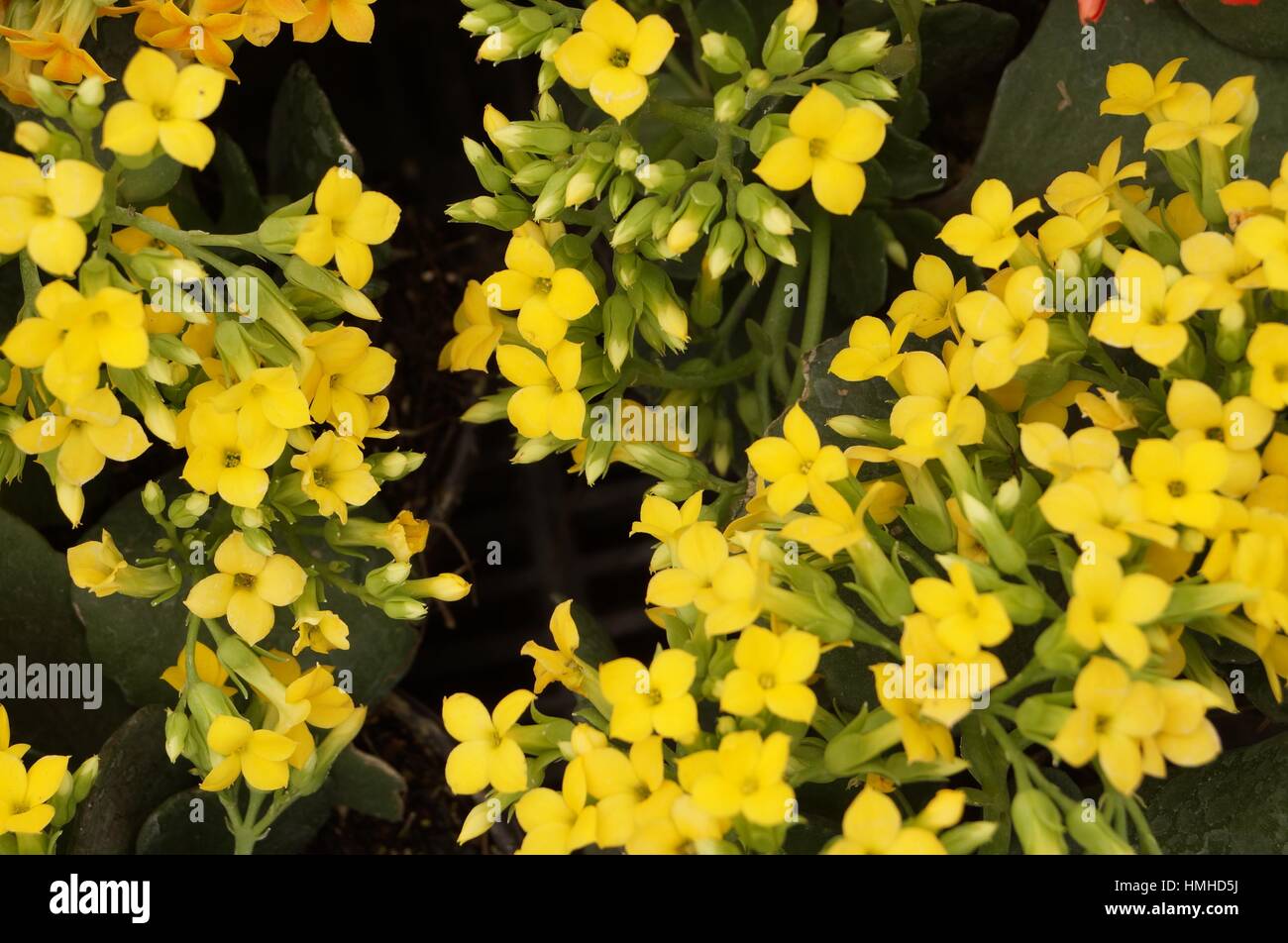 Small yellow flowers hi-res stock photography and images - Alamy