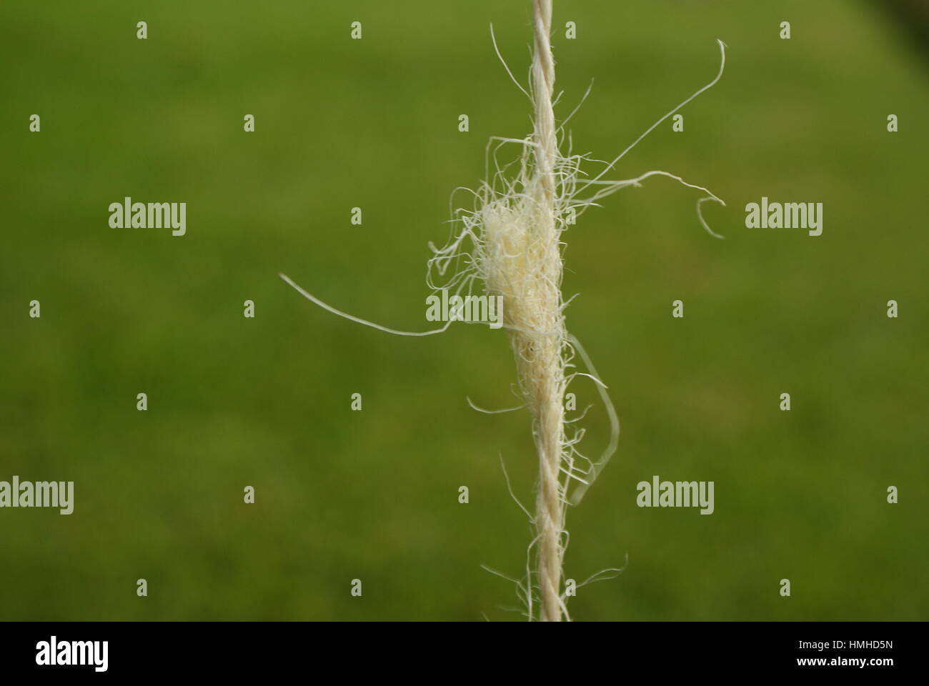 Hanging by a thread Stock Photo - Alamy