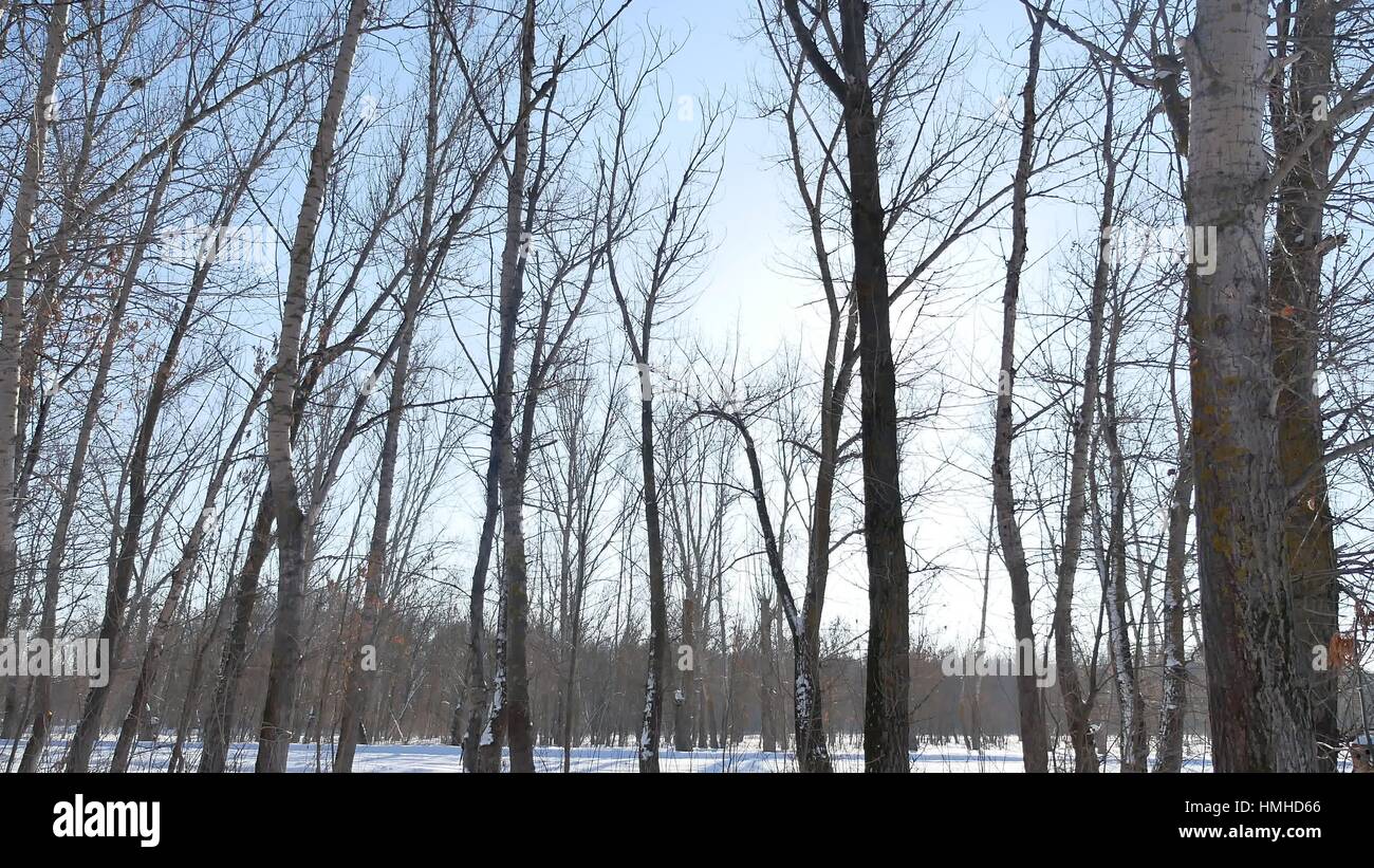 Winter forest trees in the snow glare of the sun, sunlight nature ...