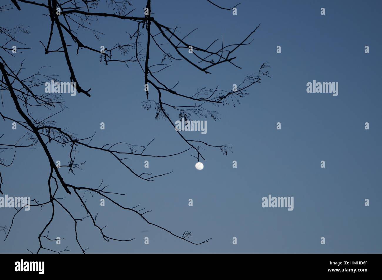 The moon hanging from the branches Stock Photo - Alamy
