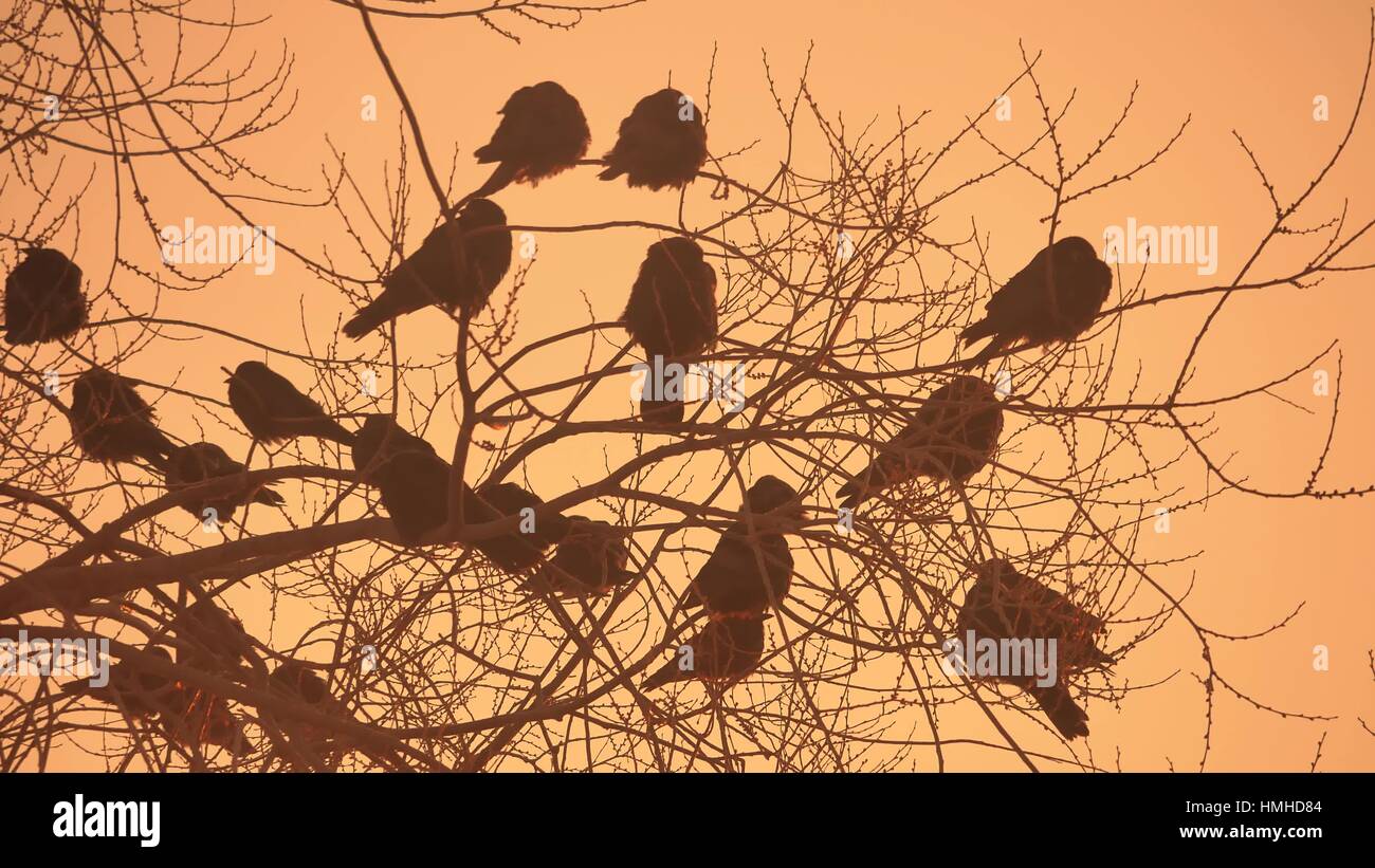 sunset crows nature flock of birds sitting on the tree winter cold ...