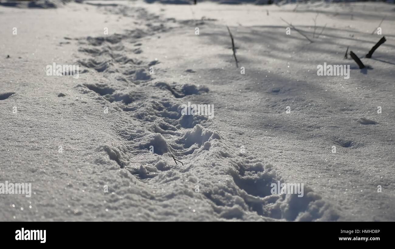 human nature footprints in the snow winter landscape path lot of snow ...