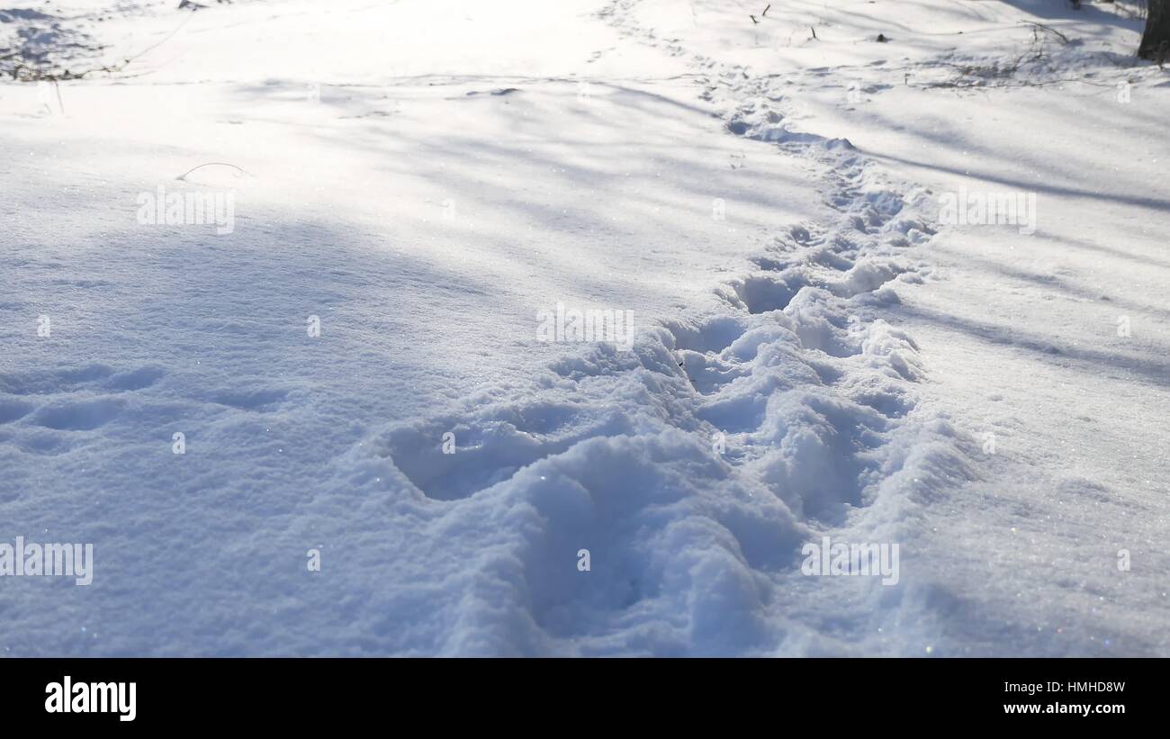 human footprints in the snow winter landscape nature path a lot of snow ...