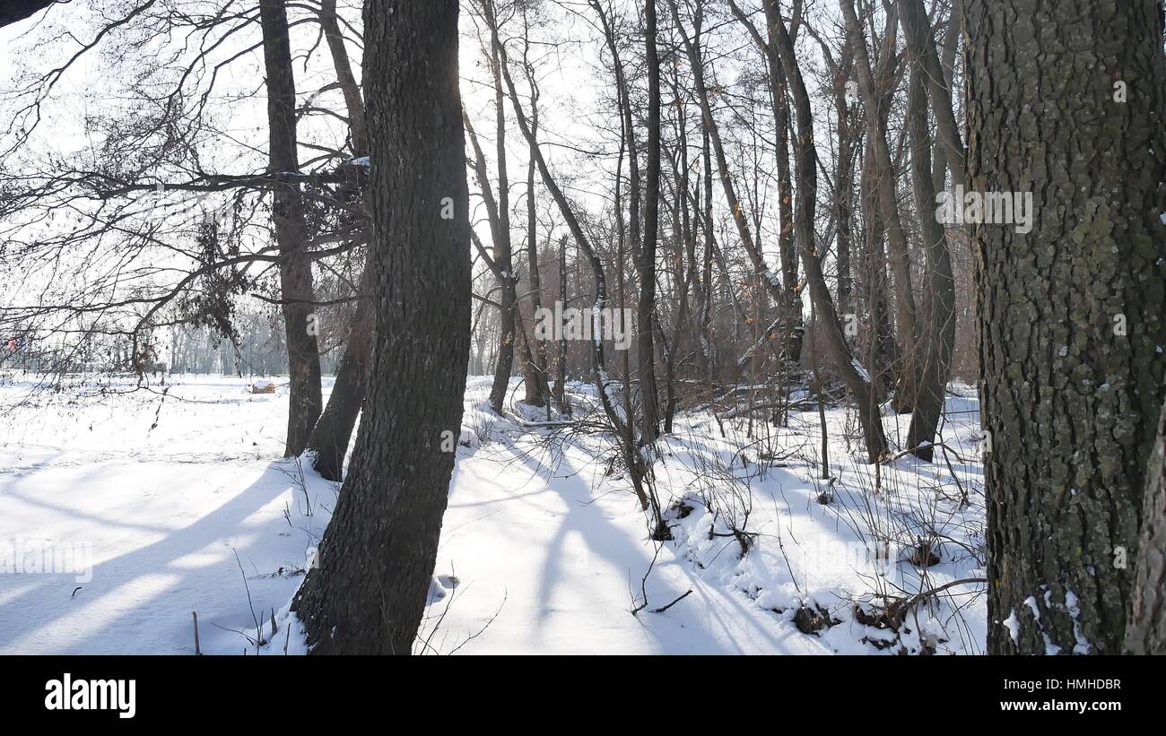 trees winter forest nature snow, landscape frozen river Stock Photo - Alamy