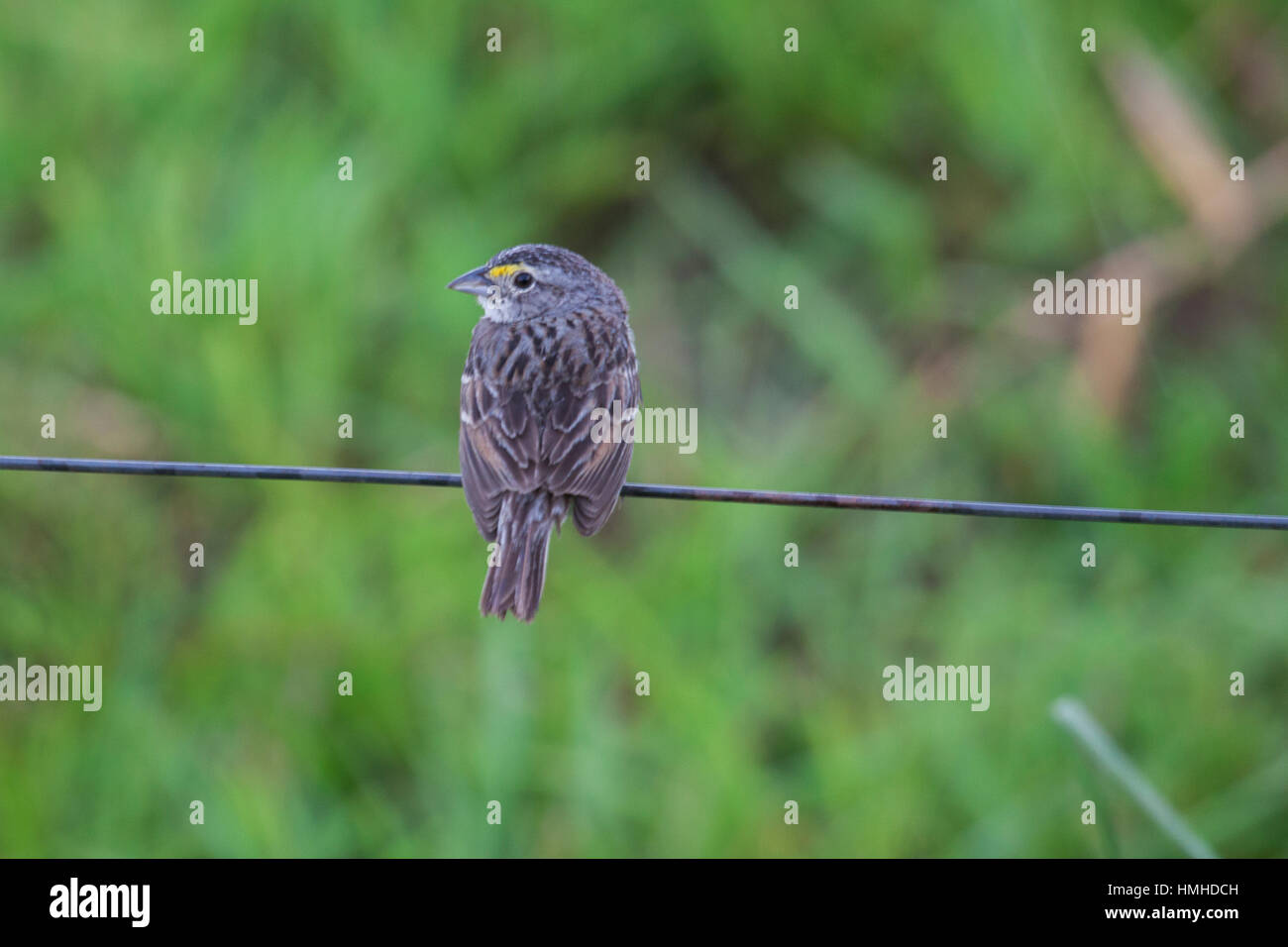 Grassland Sparrows High Resolution Stock Photography and Images - Alamy
