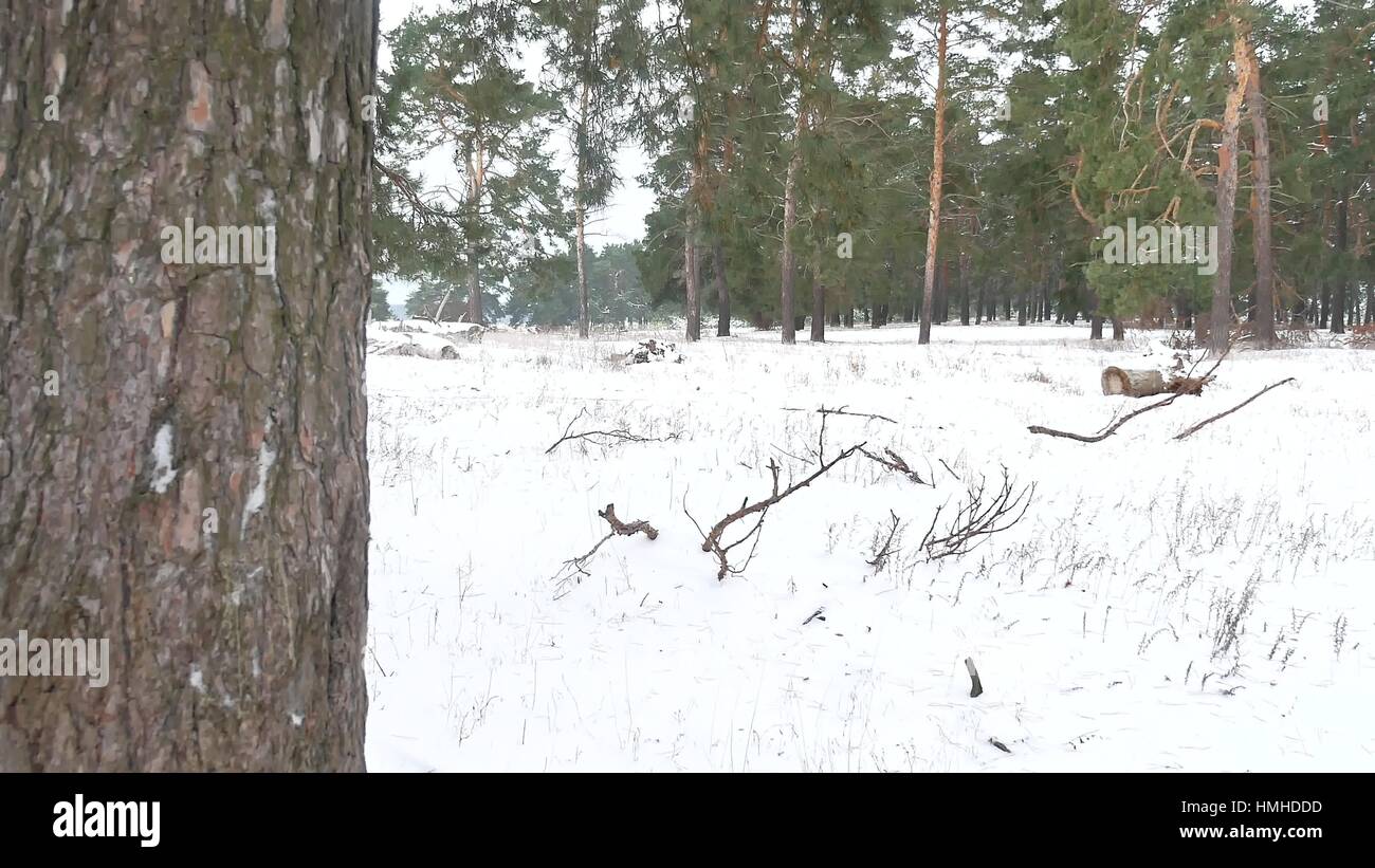 nature trees forest christmas tree, snow frost cold landscape the ...