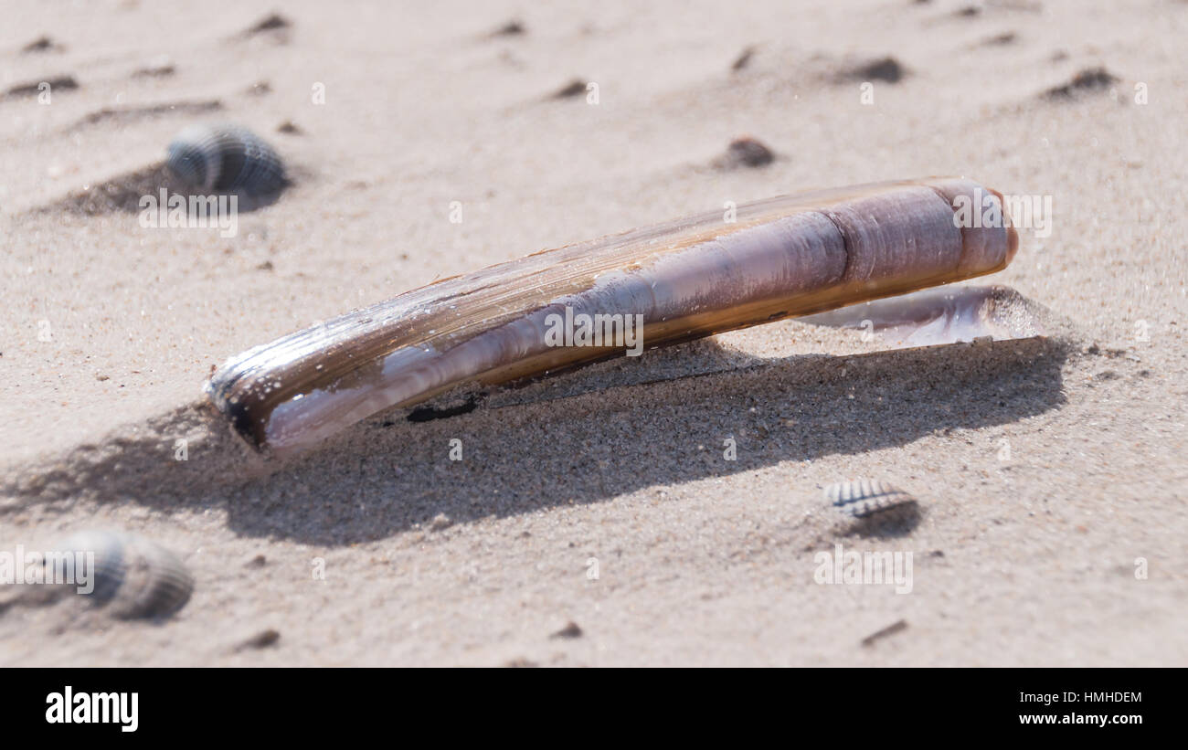 Razor clam hi-res stock photography and images - Alamy