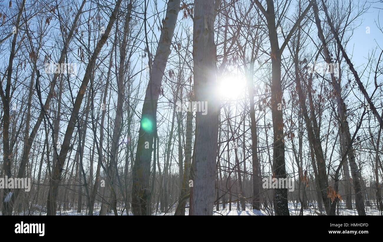 Winter forest trees in nature the snow glare of the sun, sunlight ...