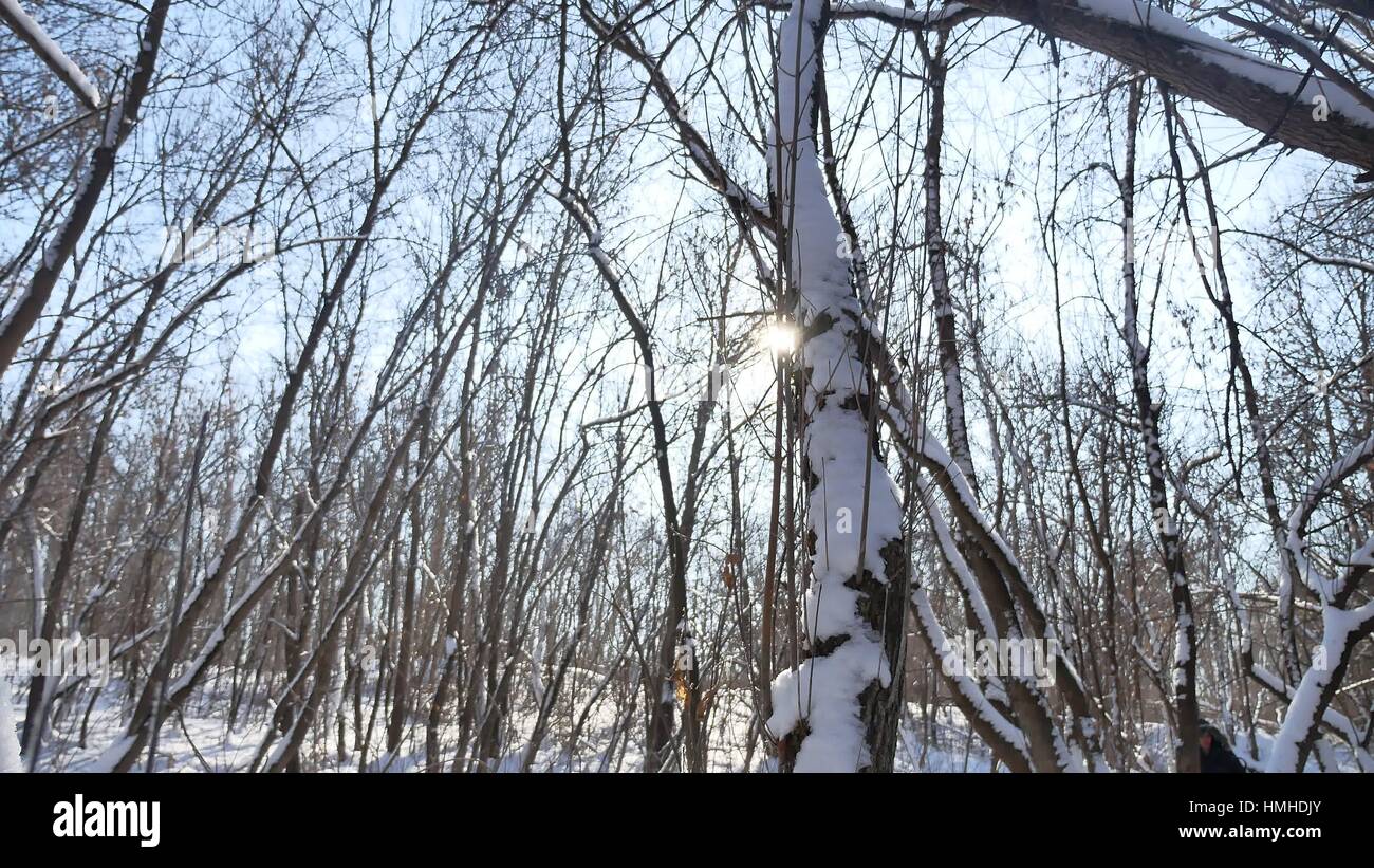 Winter forest trees in nature the snow glare of sun, landscape sunlight ...