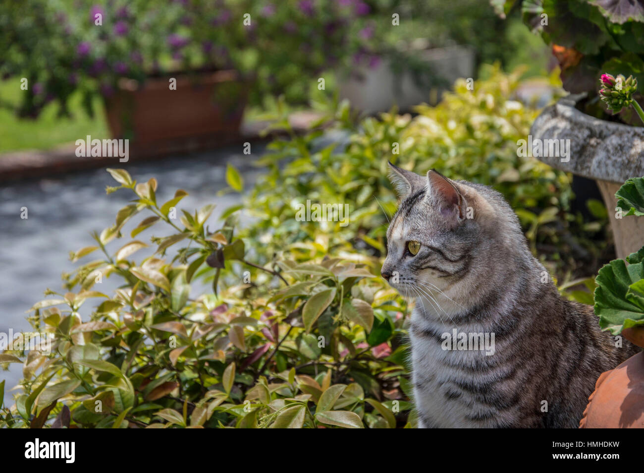 Cat watching from a high place Stock Photo - Alamy