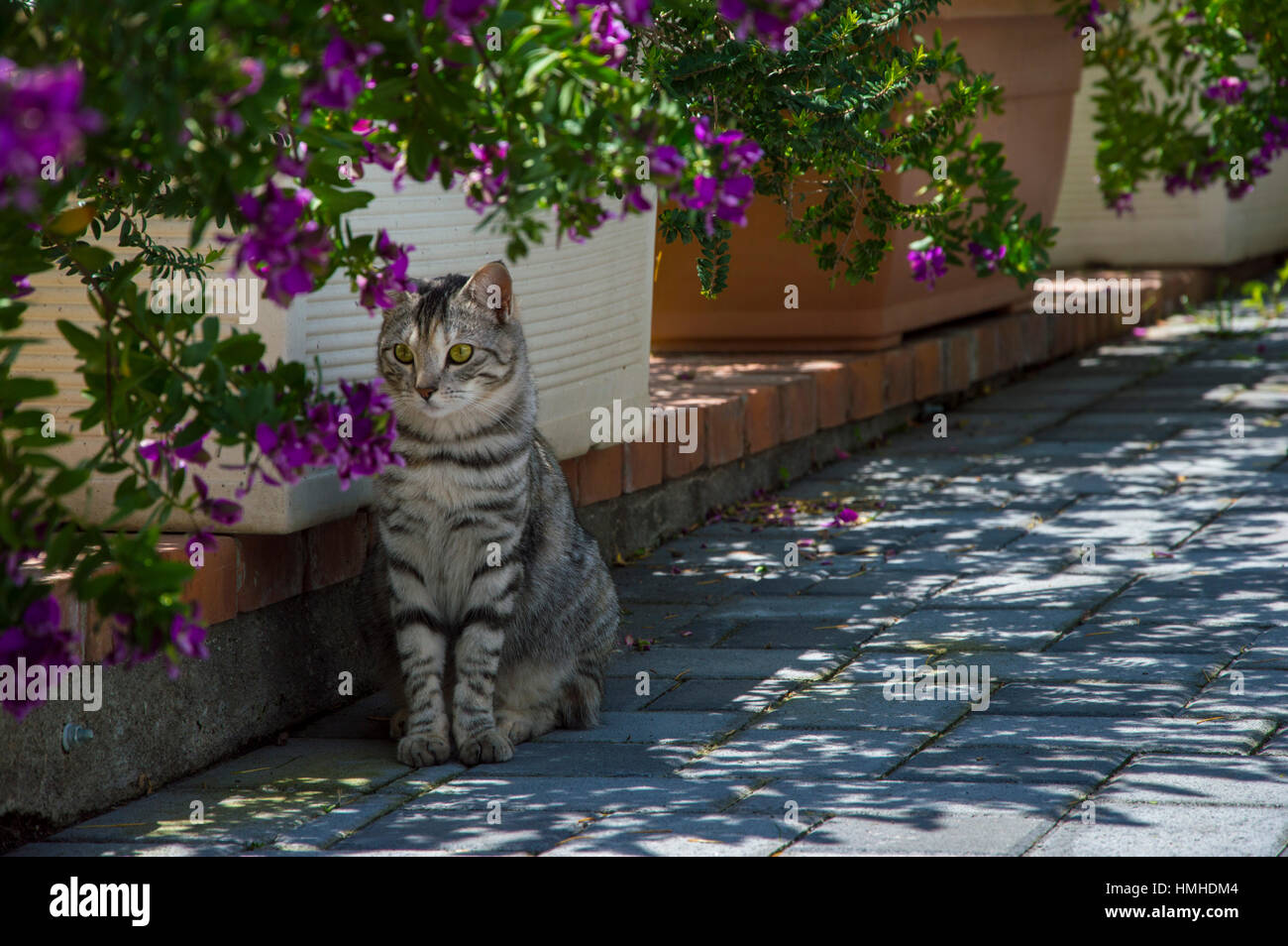 Cat between purple flowers in the shade Stock Photo - Alamy