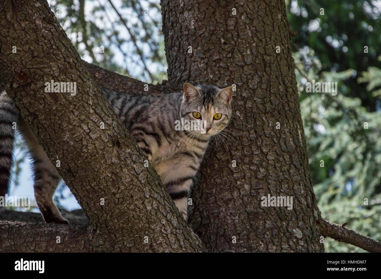 Cat in the tree afraid of a dog Stock Photo - Alamy