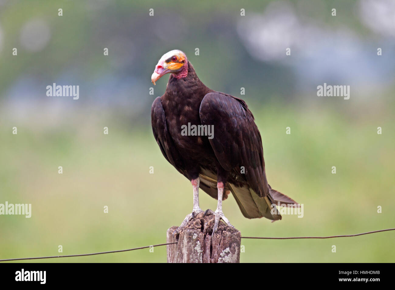 Lesser yellow headed vulture in Brazil Stock Photo - Alamy