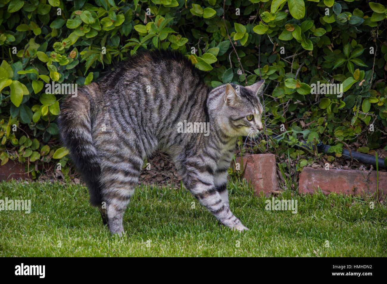 Puffed up hi-res stock photography and images - Alamy