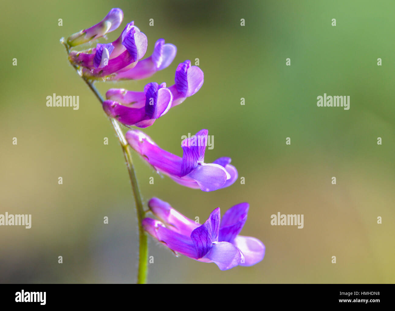Purple flower bells Stock Photo - Alamy