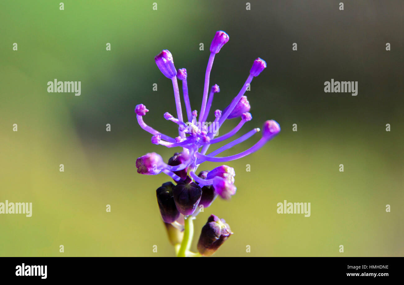Purple flower buds Stock Photo - Alamy