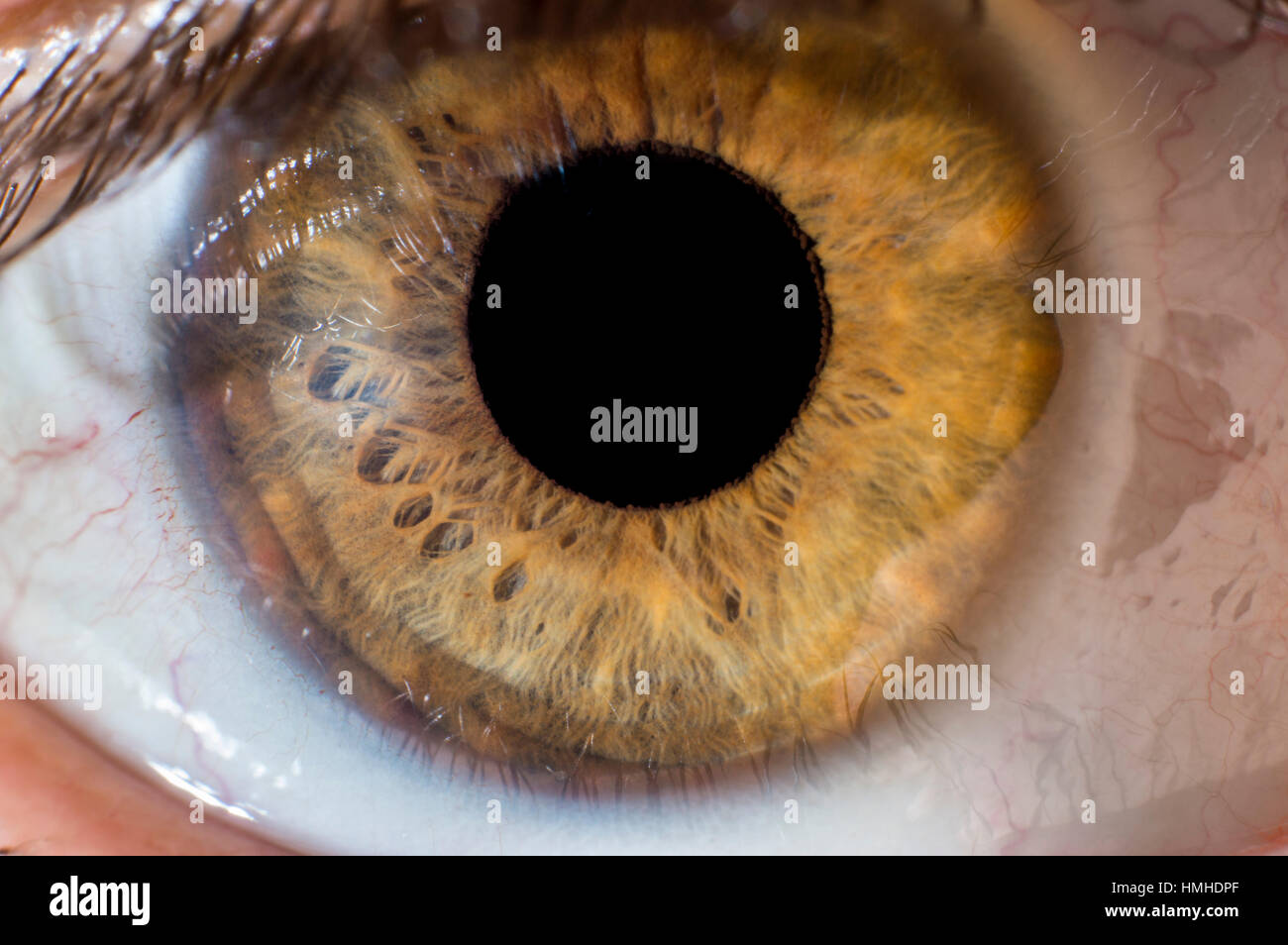 Eye pupil close up macro shot Stock Photo - Alamy
