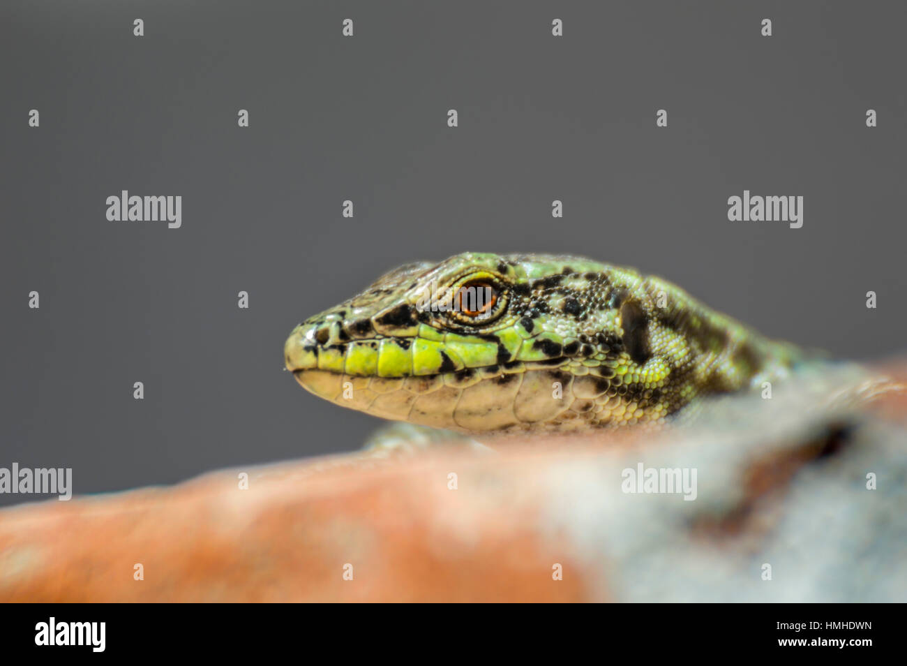 Lizard face close up Stock Photo - Alamy
